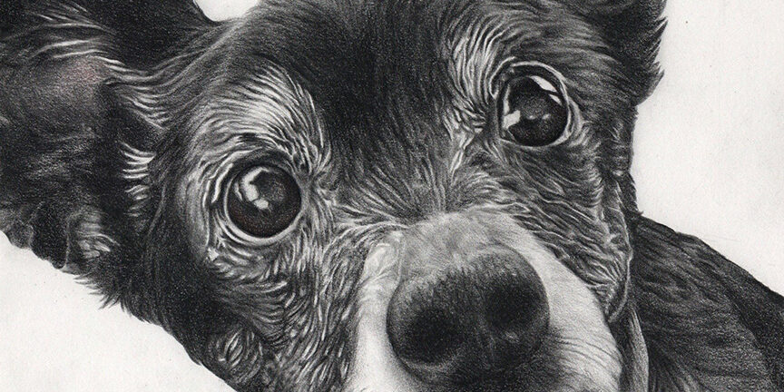 PET PORTRAITS IN COLORED PENCIL - Kalamazoo Institute of Arts